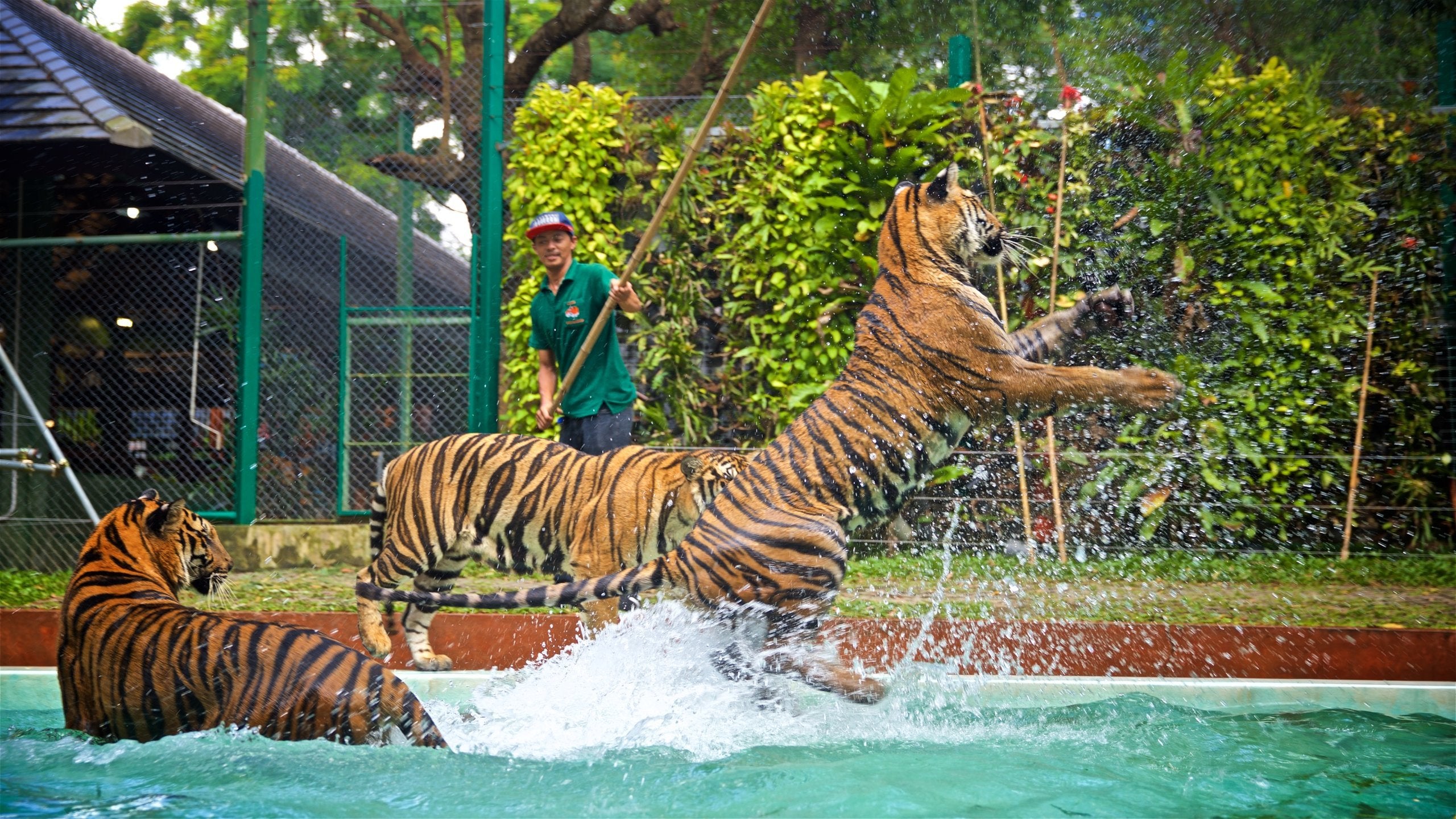 Pattaya – Tiger Topia Sriracha Zoo – Greenmind Travel